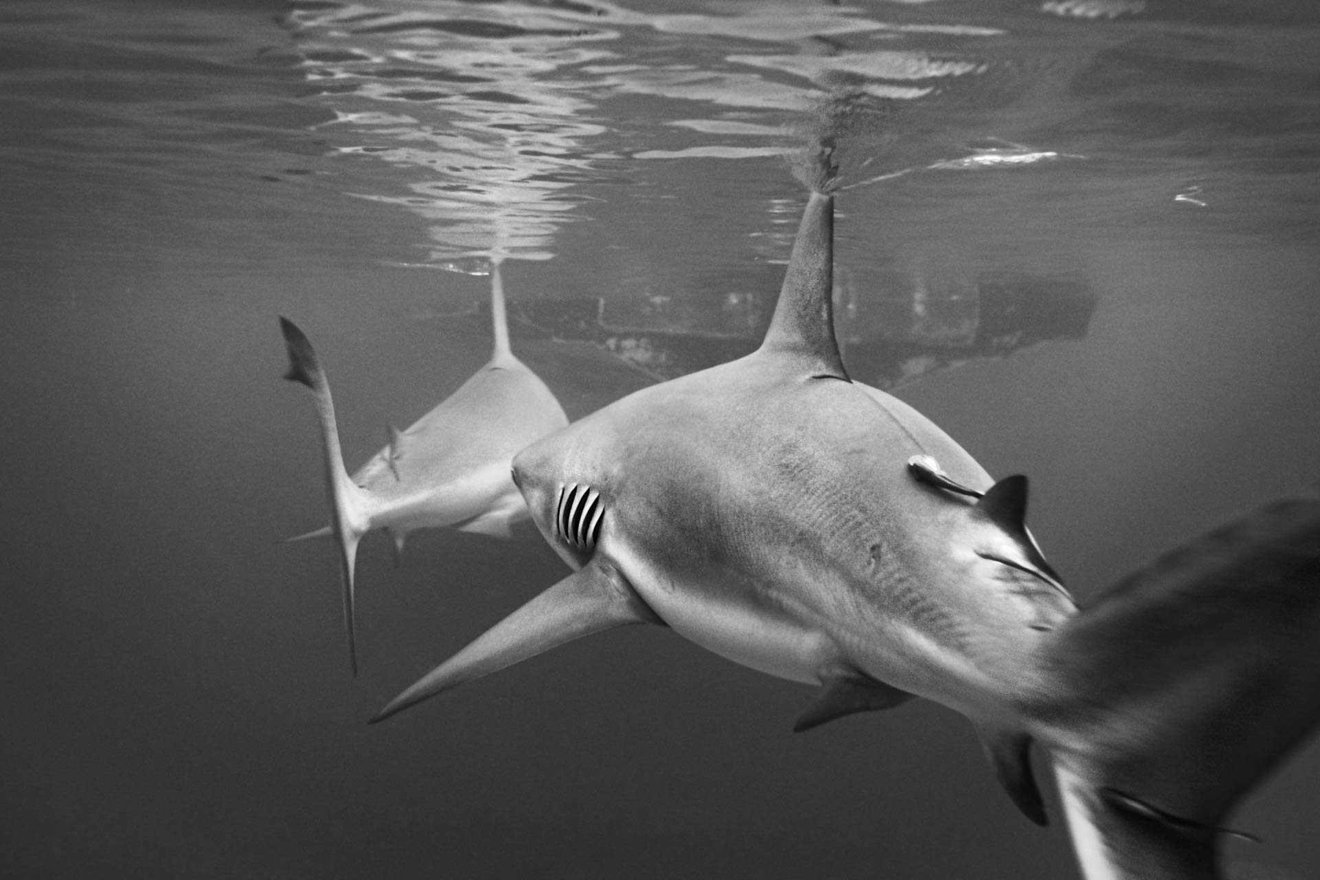 Gillian Shark - "Der Hai! Aus Angst wurde Faszination"